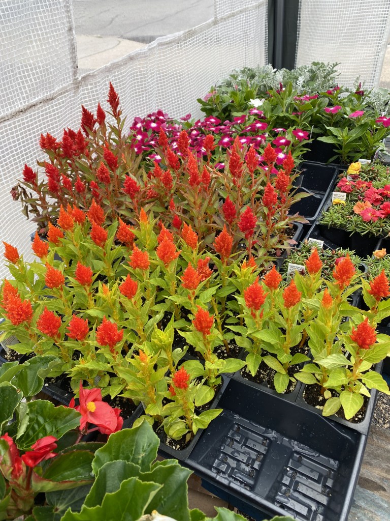 Gallery – Fleurs de Lee